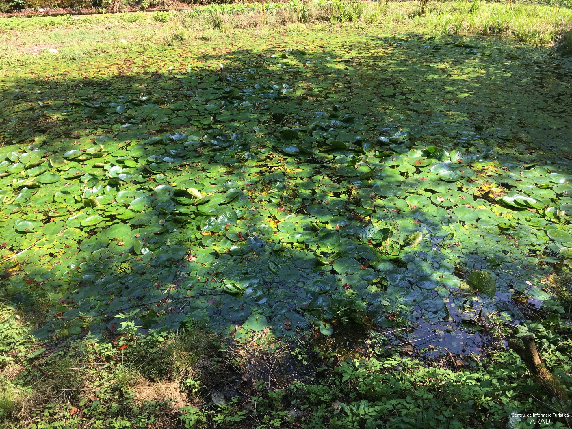 About Moneasa Resort | CNIPT Arad