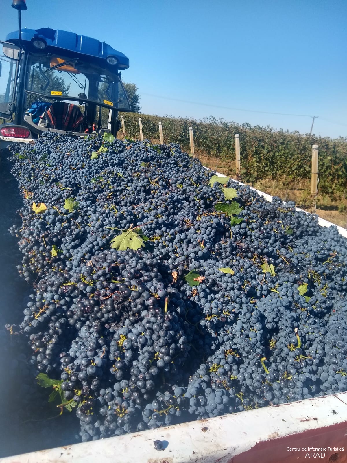 Crama Milo | CNIPT Arad