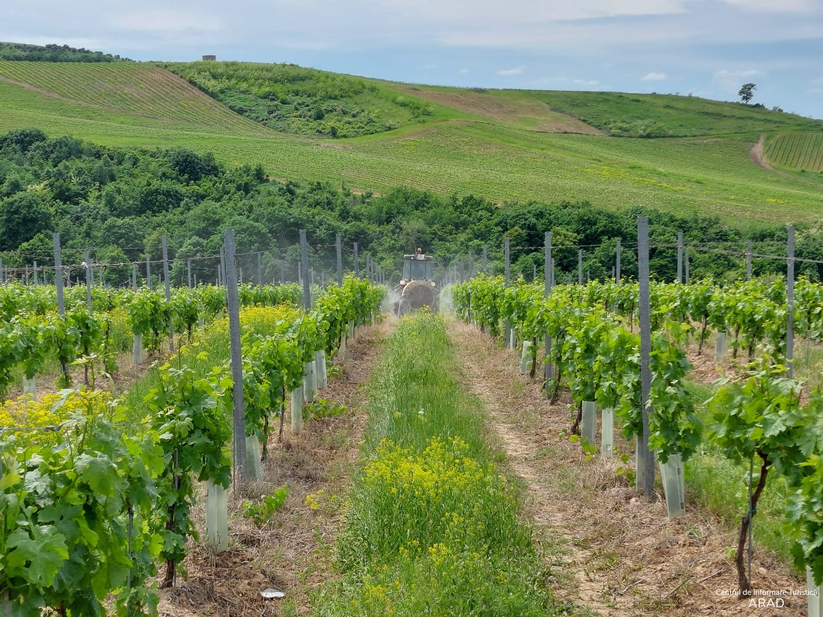 Crama Milo | CNIPT Arad