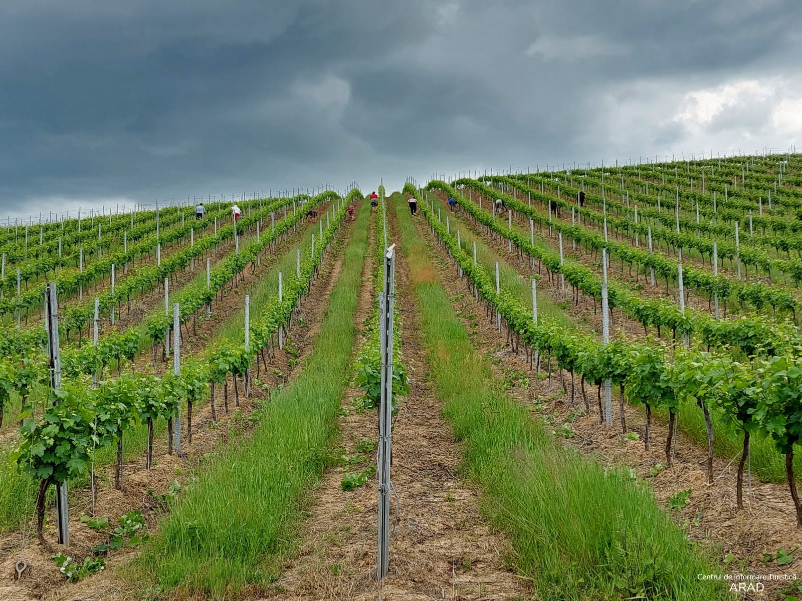 Crama Milo | CNIPT Arad