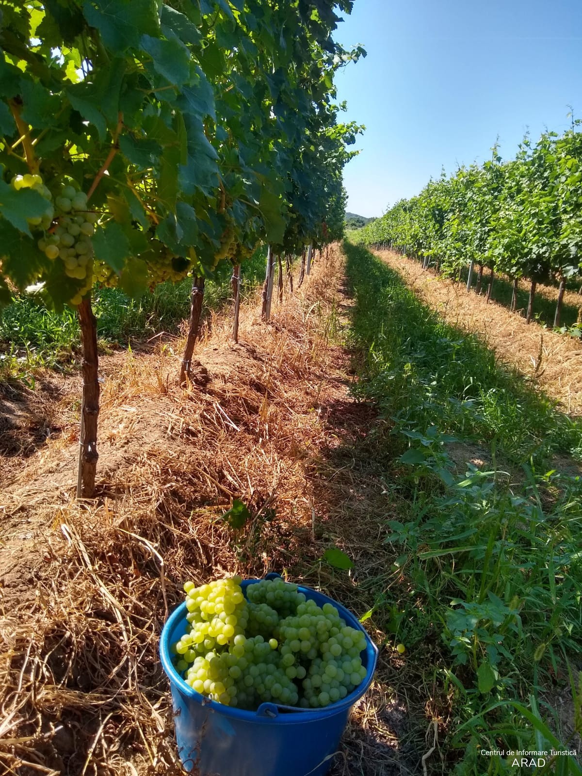 Crama Milo | CNIPT Arad