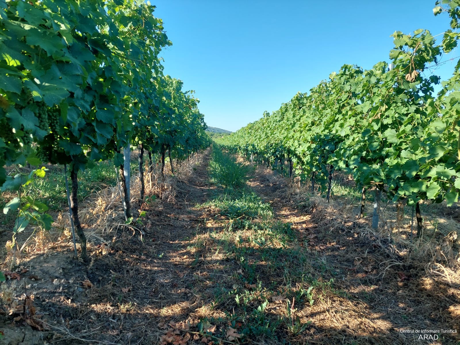 Crama Milo | CNIPT Arad